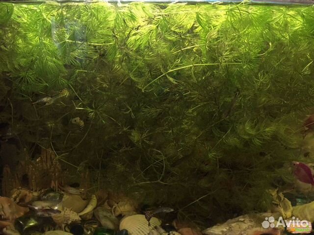 Водоросли для аквариума