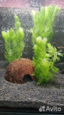 Роголистник аквариумное растение