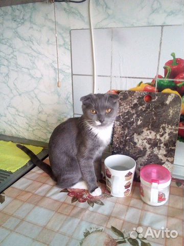 Котик-5месяцев