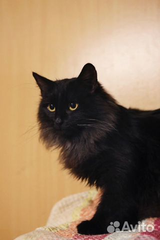 Себастьян. Удивительный кот в добрые руки