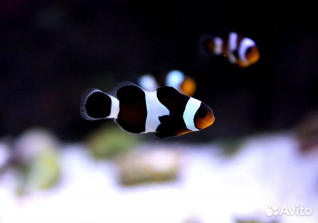 Черный клоун