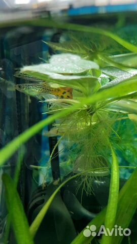 Рыбки гуппи