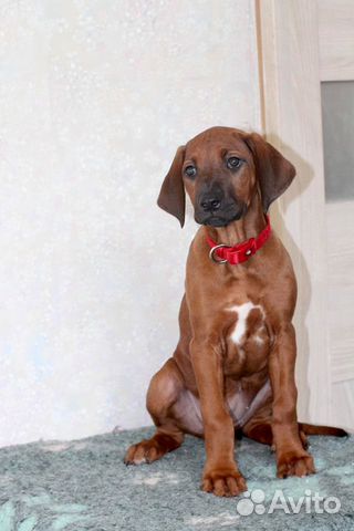 Девочка родезийский риджбек