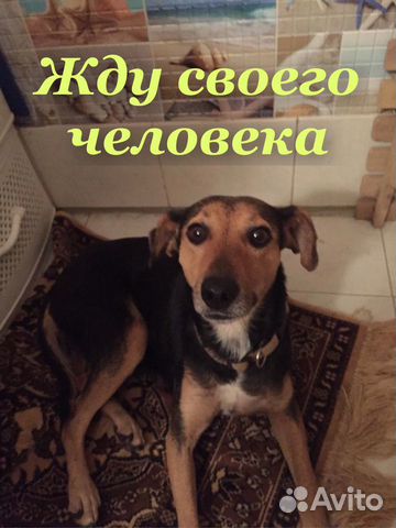 Лиза ищет дом