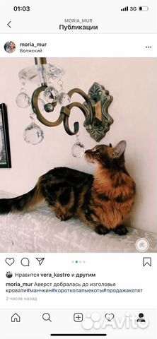 Дорогие манчкины