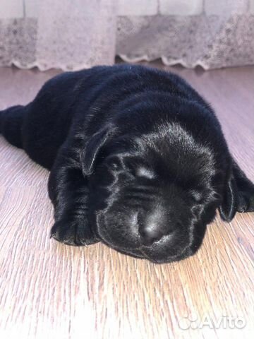 Куколки лабрадора