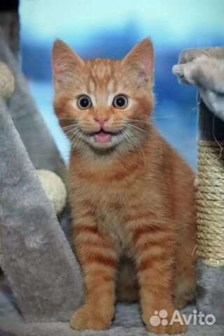 Гладкошерстная рыжая кошечка Пеппи возраст 2,5 мес