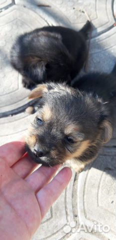 Щенки 2 месячные,помесь Йорка и чиxуа-xуа