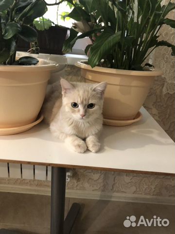 Кот