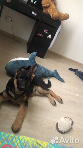 Немецкая овчарка с родословной 4 месяца