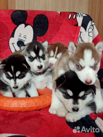 Сибирский хаски