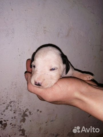 Щенки далматин