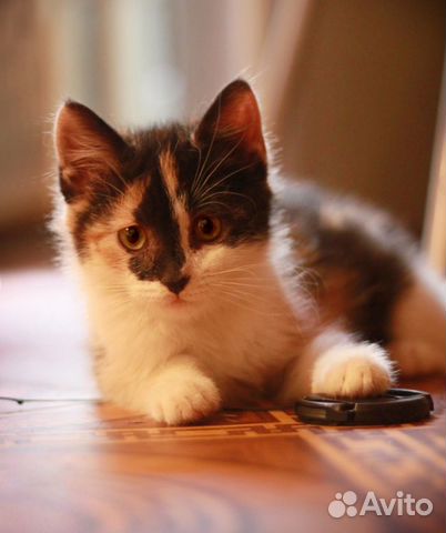 Котенок