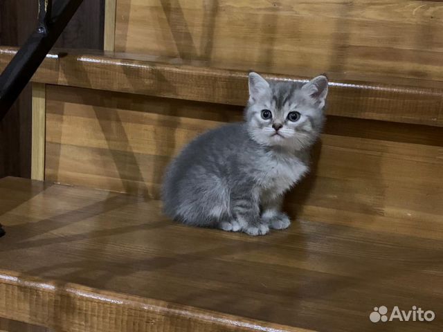 Британские