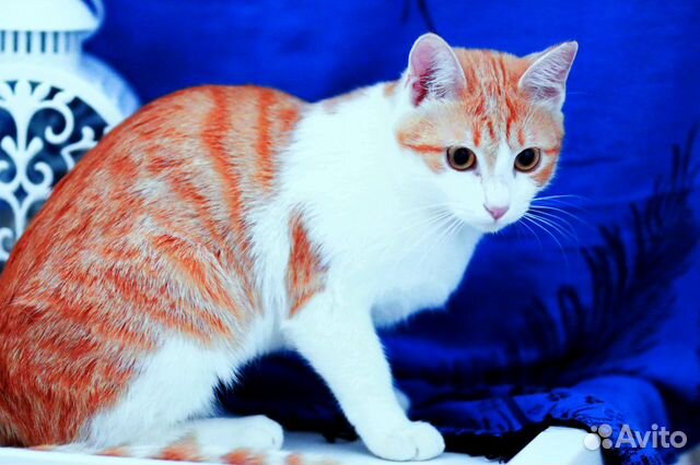 Рыжий котенок девочка Симферополь