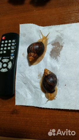 Пара улиток