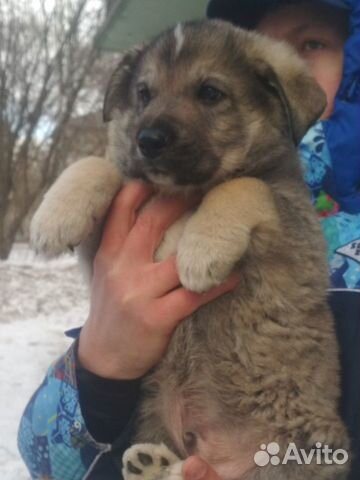 Кабанчик упитанный крепкий 1,5 месяца