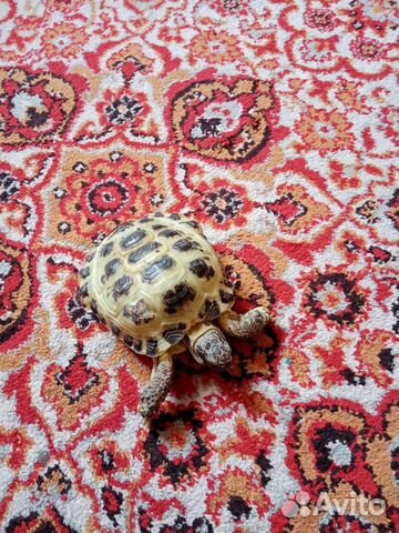 Черепаха сухопутная