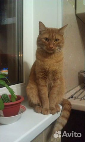 Котишка в частный дом