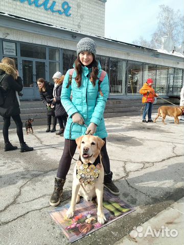 Лабрадор-ретривер на вязку