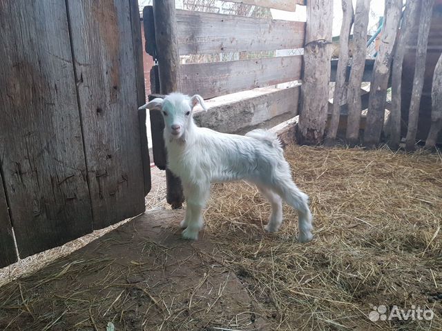 Продаются козлики