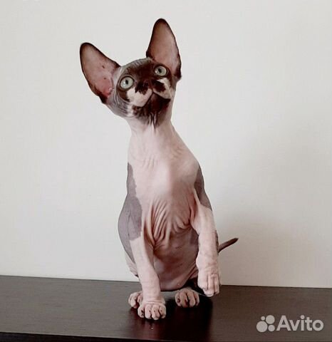 Шоколадный заяц