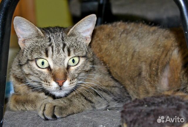 Можно просто Шейла