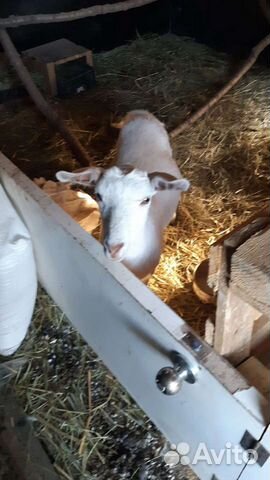 Молодая козочка