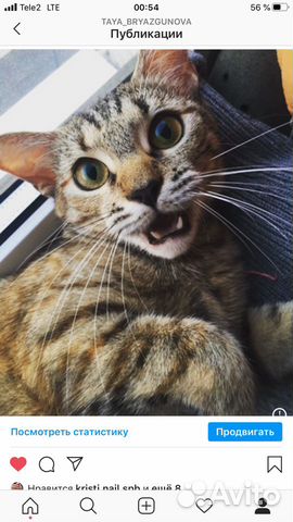 Кошка