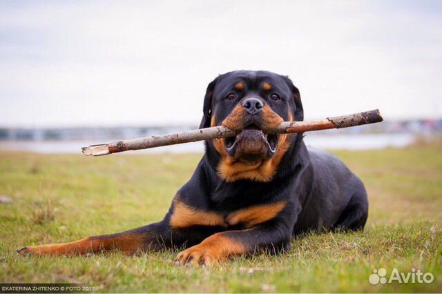 Ротвейлер на вязку