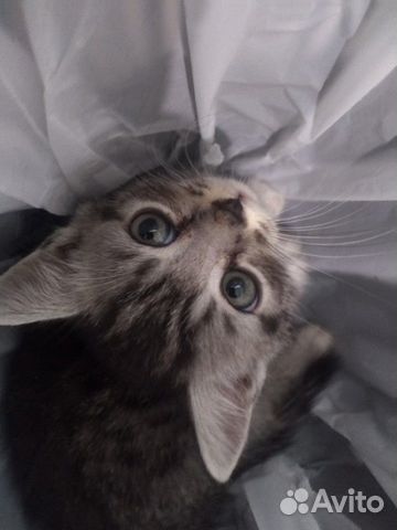 Котик малыш 1,5 месяца