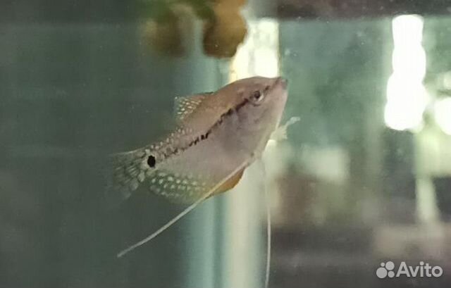 Жемчужный гурами