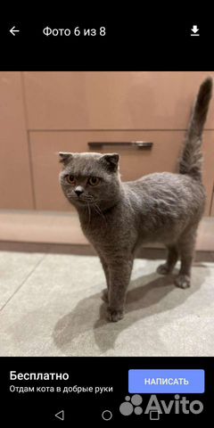 Отдам кота
