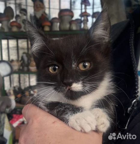 Котенок Феликс