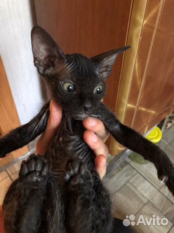 Котёнок донской сфинкс
