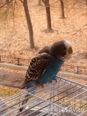 Попугай, самка