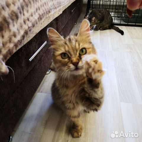 Кошка