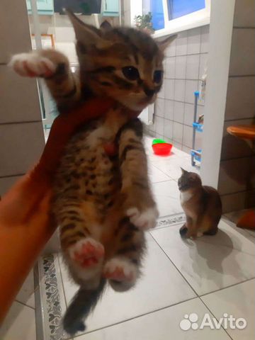 Кошка