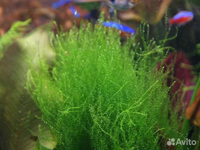 Мох стринги (Stringy moss, Leptodictyum riparium)