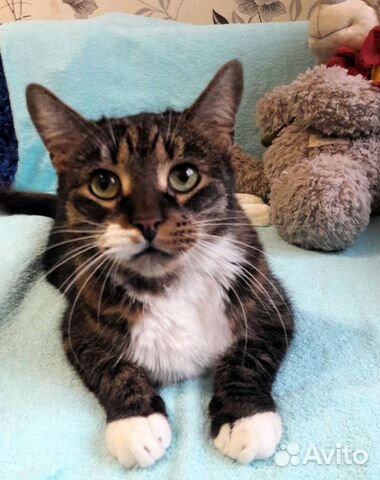 Супер-кот Гектор в добрые руки