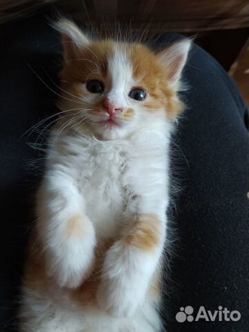 Котенок