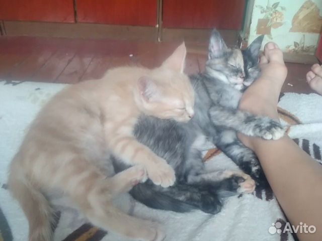 Котята