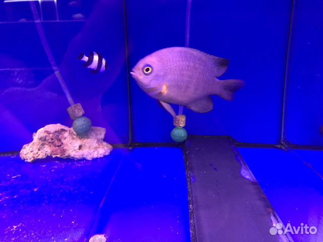 Рыба морская pomacentrus Nagasaki