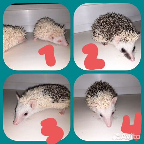 Карликовые ежата