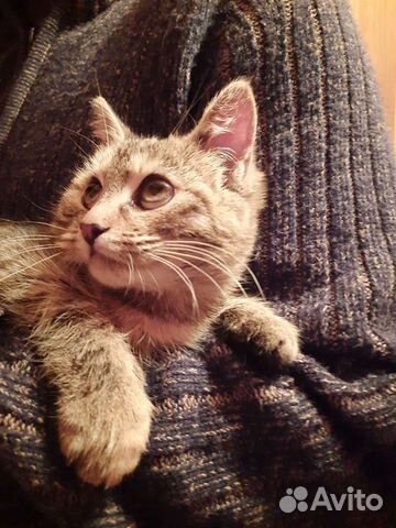 Котёнок (около 4 мес.)