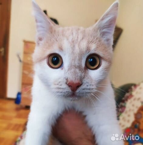 Бело-рыжий котёнок Мякиш ищет дом