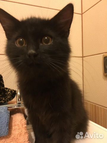 Котятки день и ночь