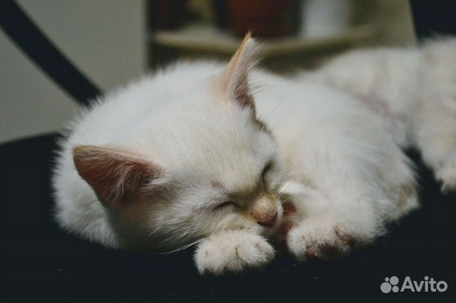 Котята колор-поинт