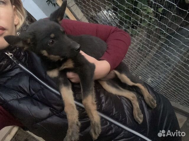 Нашла щенка на обочине в коробке