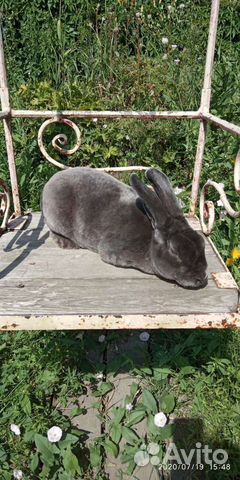 Продам кроликов